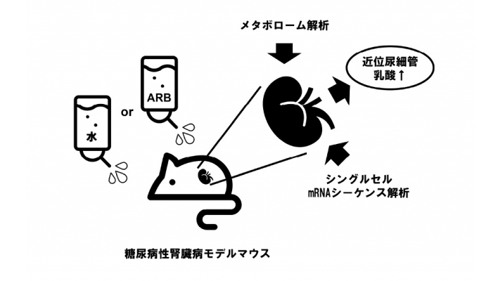 網羅的解析で糖尿病性腎臓病の進展と乳酸代謝との関与を解明 | 横浜市立大学
